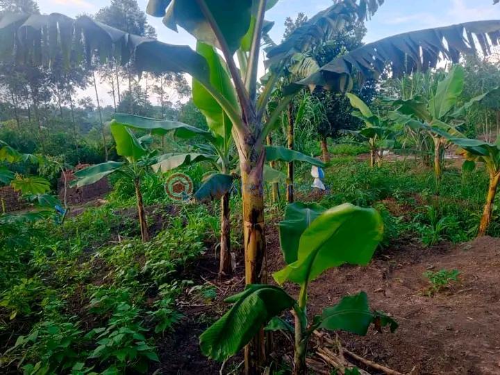 Land For Sale Matuga Kampala Central (PID: 0PABVD) | Private Property