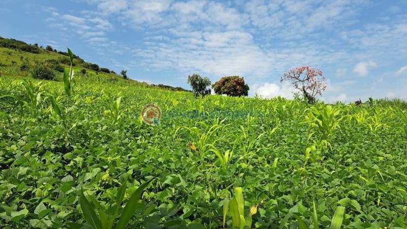 Land For Sale Kyegegwa Kakabara Kyegegwa Western (PID: 3PACHP ...