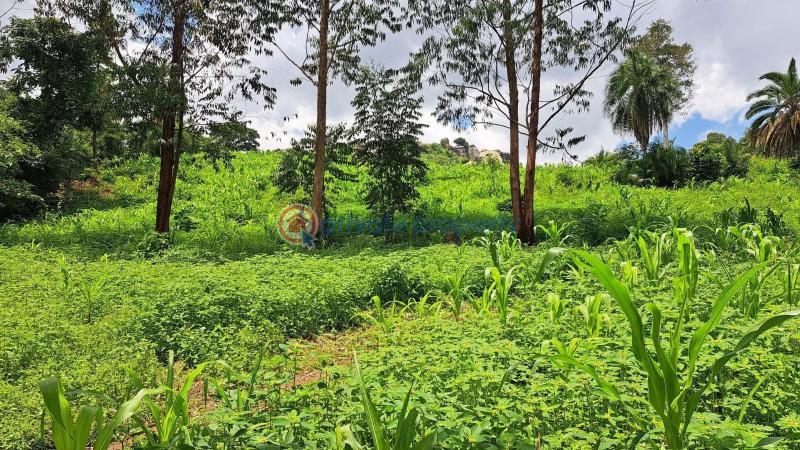Land For Sale Kyegegwa Kakabara Kyegegwa Western (PID: 3PACHP ...